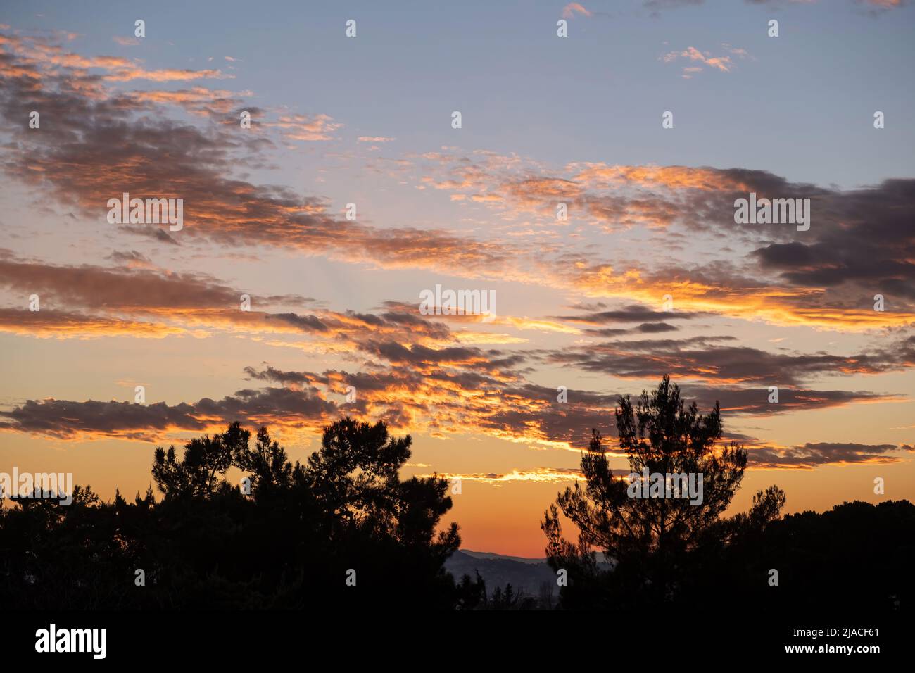 Sunset, sunrise colorful sky through tree foliage. Pine tree black ...