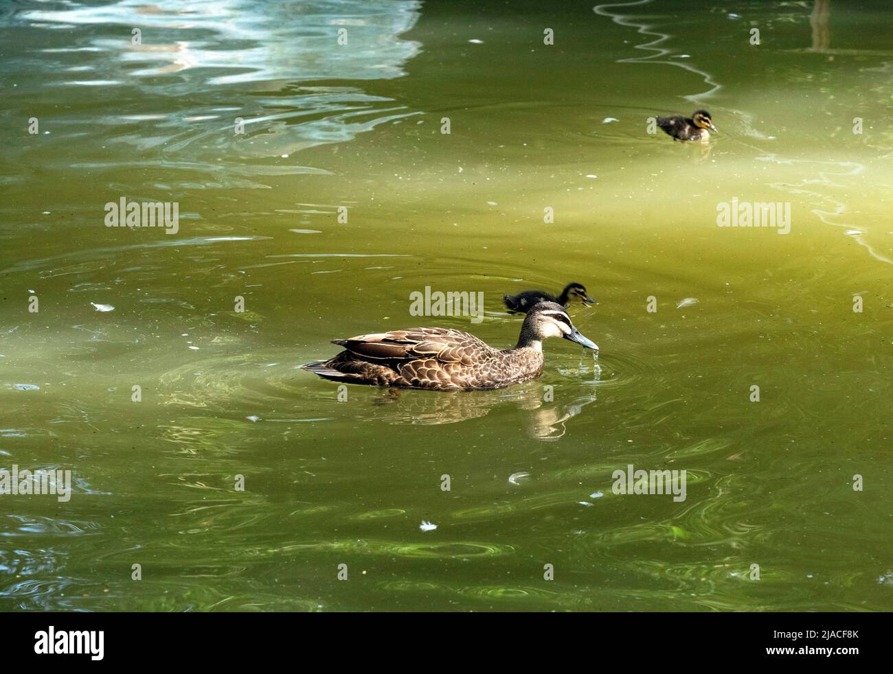A Pacific Black Duck (Anas supercilios) swims with chicks at ...