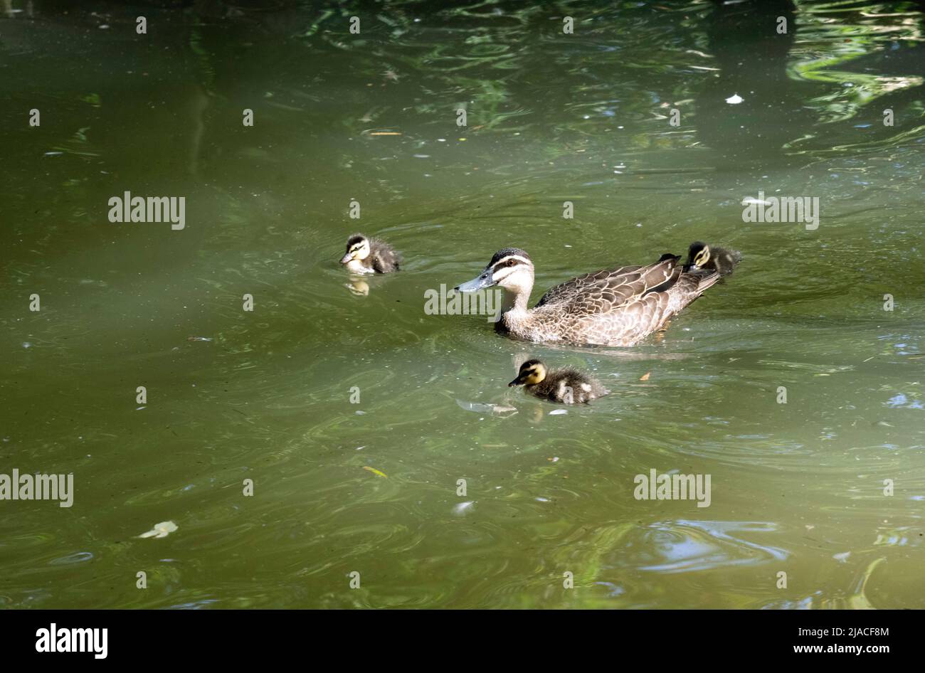 A Pacific Black Duck (Anas supercilios) swims with chicks at ...