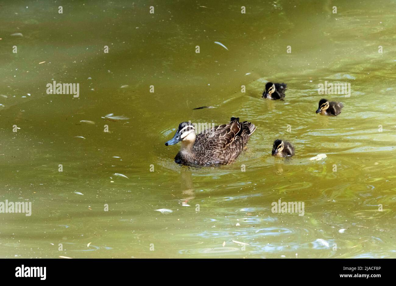 A Pacific Black Duck (Anas supercilios) swims with chicks at ...