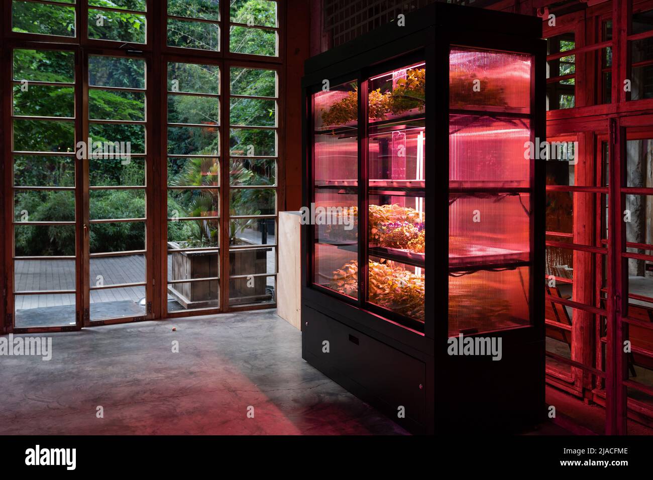 Vegetable green salad growing in hydroponic system. Plant cultivated in ...