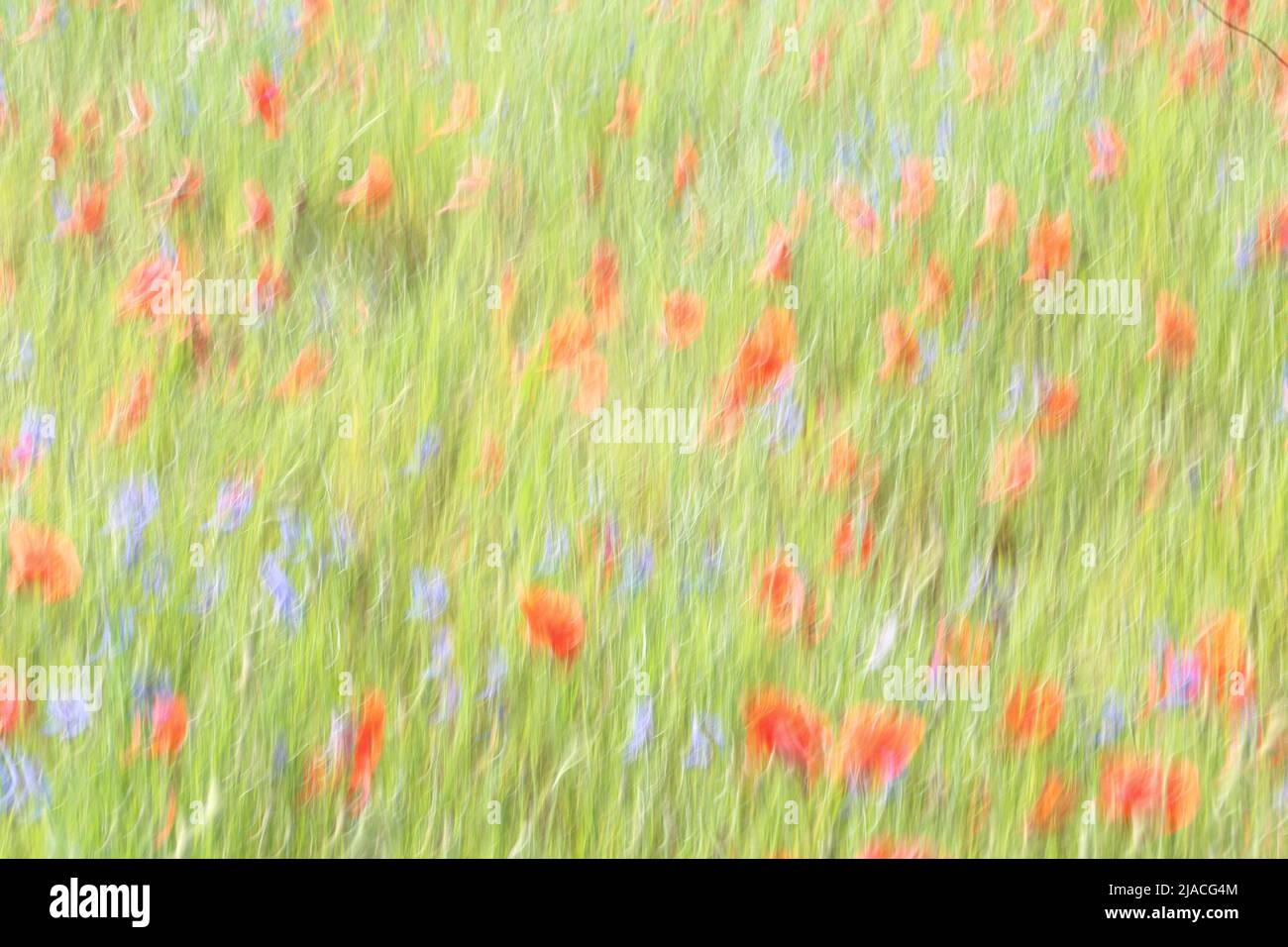 Colorful wildflower motion blur Stock Photo - Alamy