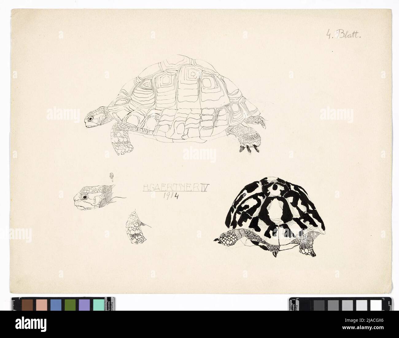 Turtle (with detailed studies). Hanna Gärtner (1899-1948), artist Stock ...