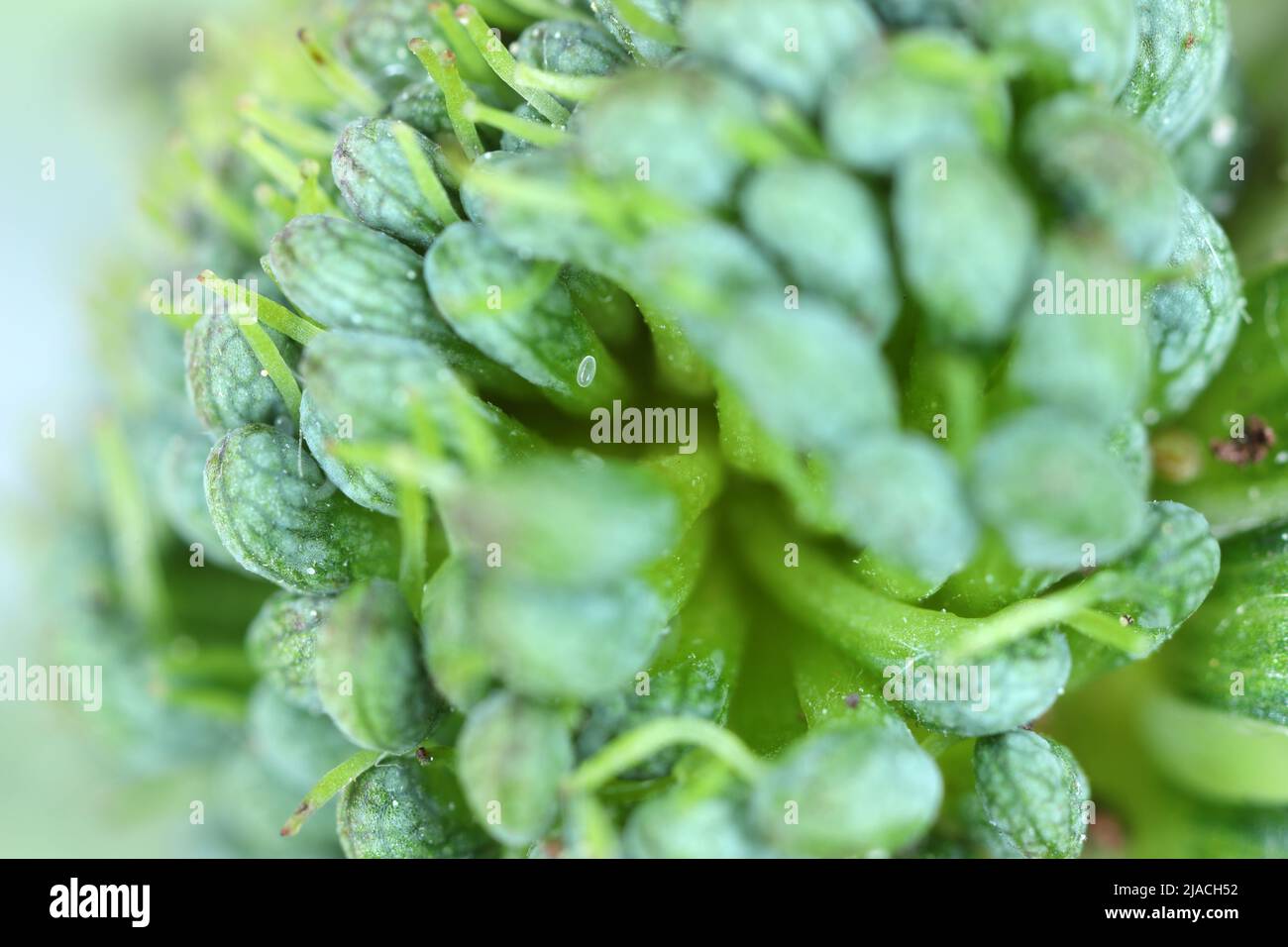 Eggs of Strawberry blossom weevil Anthonomus rubi filed on the ...