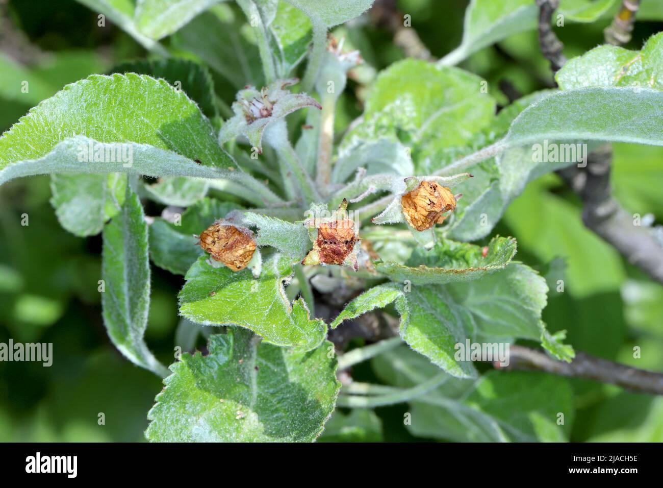Pests pesticide hi-res stock photography and images - Alamy
