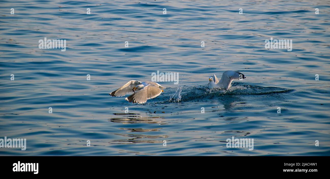 Wildlife background of seagull hunting on a sea, flies over the water ...