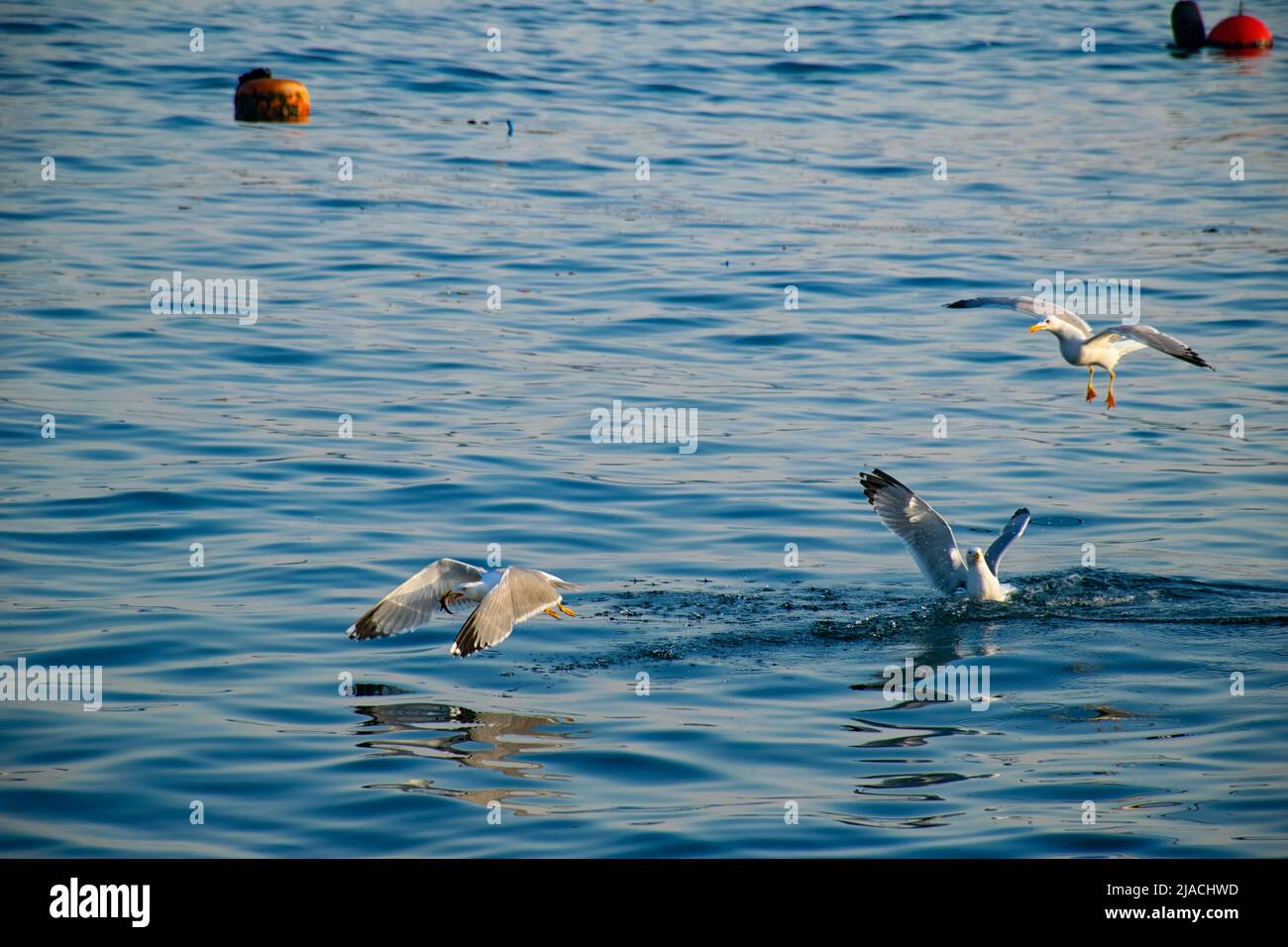 Wildlife background of seagull hunting on a sea, flies over the water ...