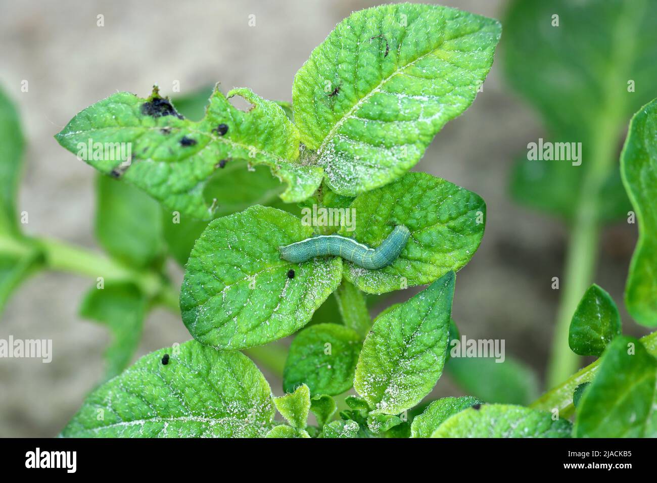 Potato life cycle hi-res stock photography and images - Alamy