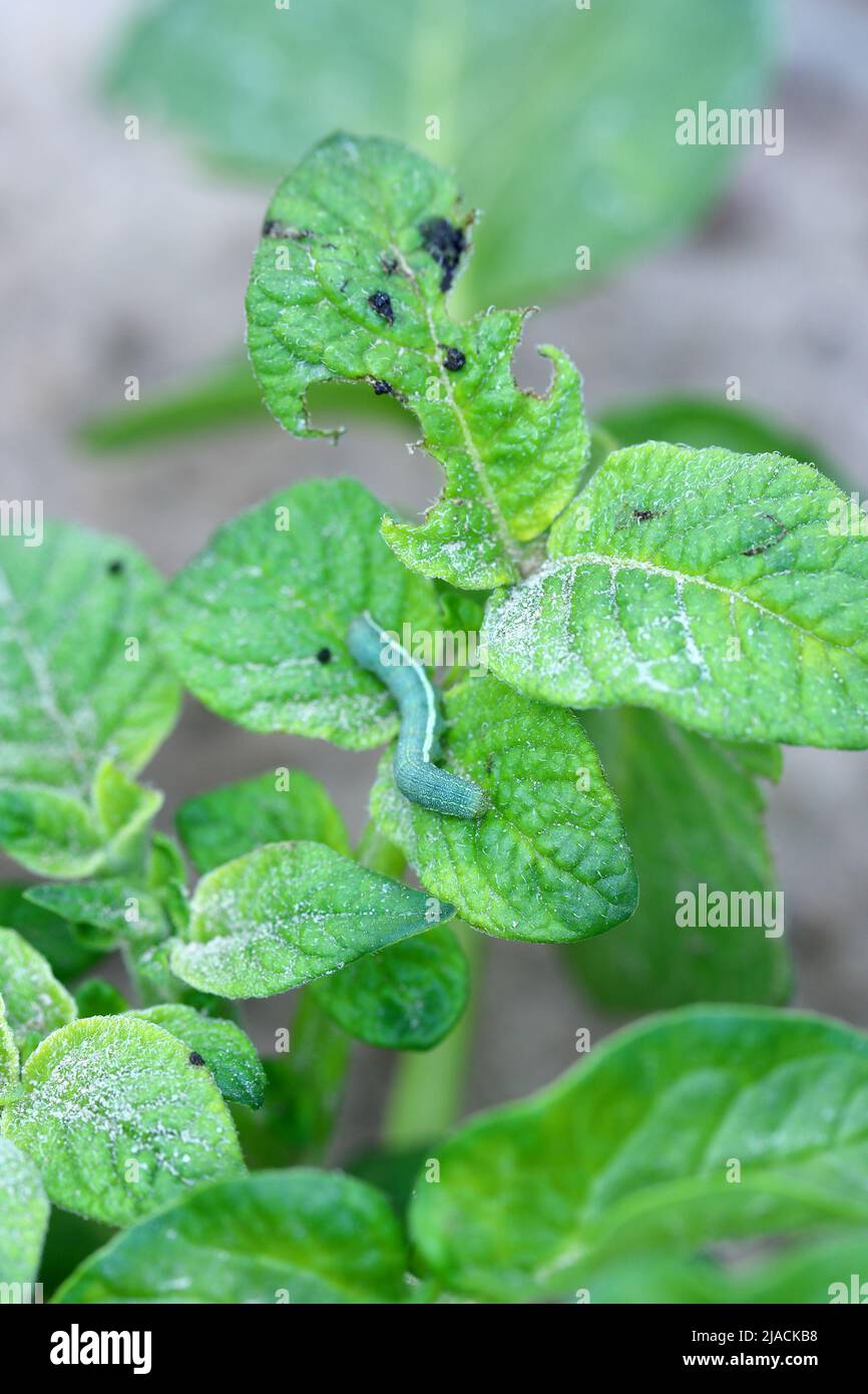 A caterpillar on a potato leaf and a damaged leaf of this plant Stock ...