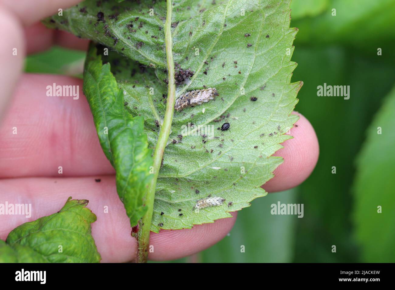 Black Cherry Aphid (Myzus cerasi) hunted by Syrphidae larvae (Hoverfly ...