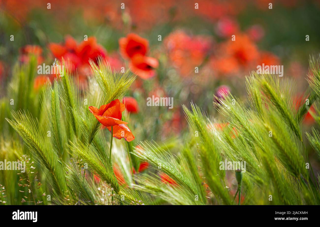 Redflower hi-res stock photography and images - Alamy