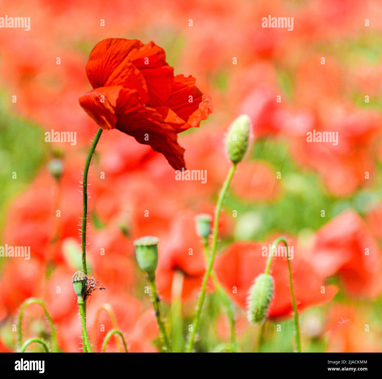 Poppies filed hi-res stock photography and images - Alamy