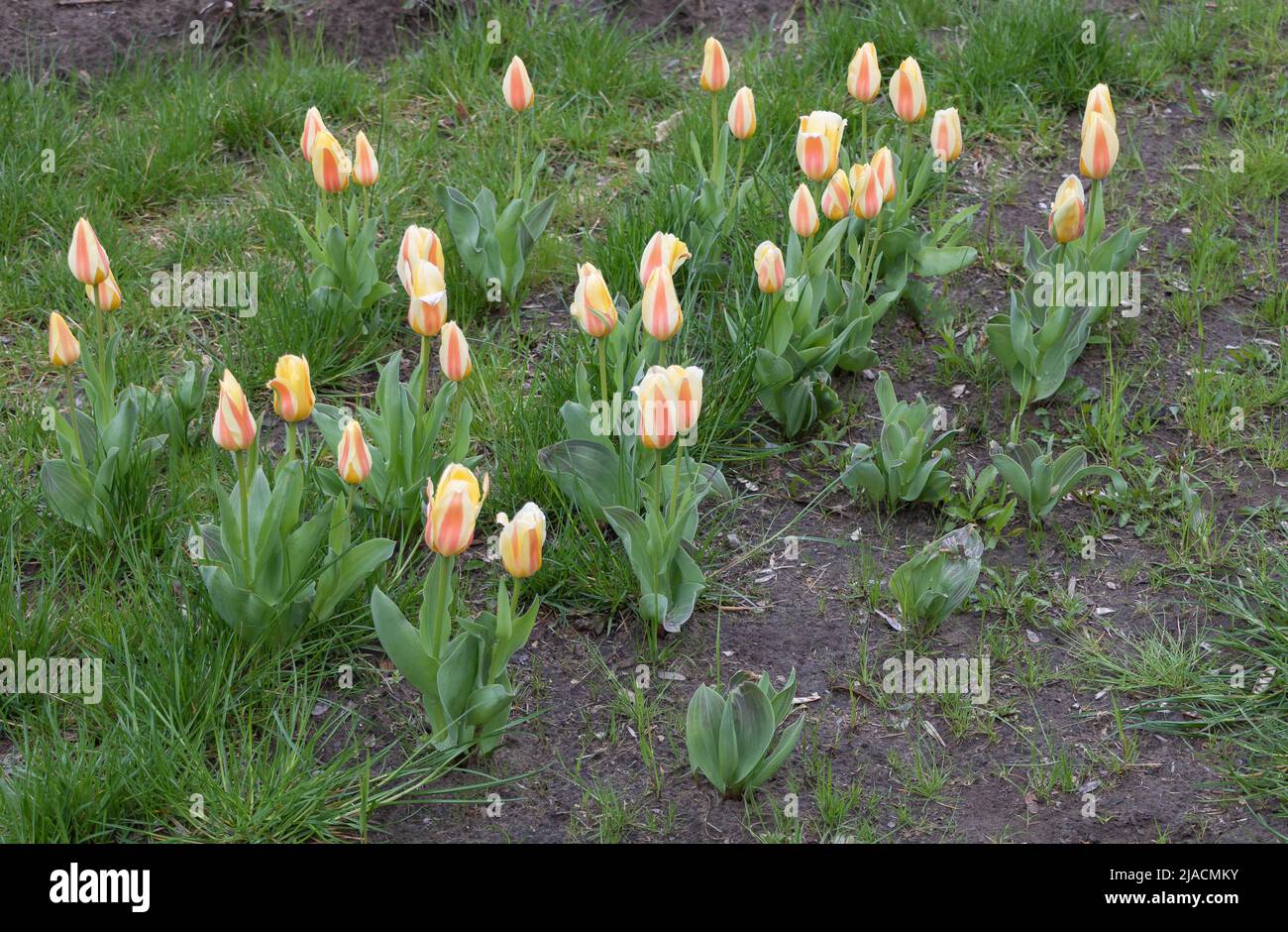 Tulips blooming in the garden that have a beautiful orange color Stock ...