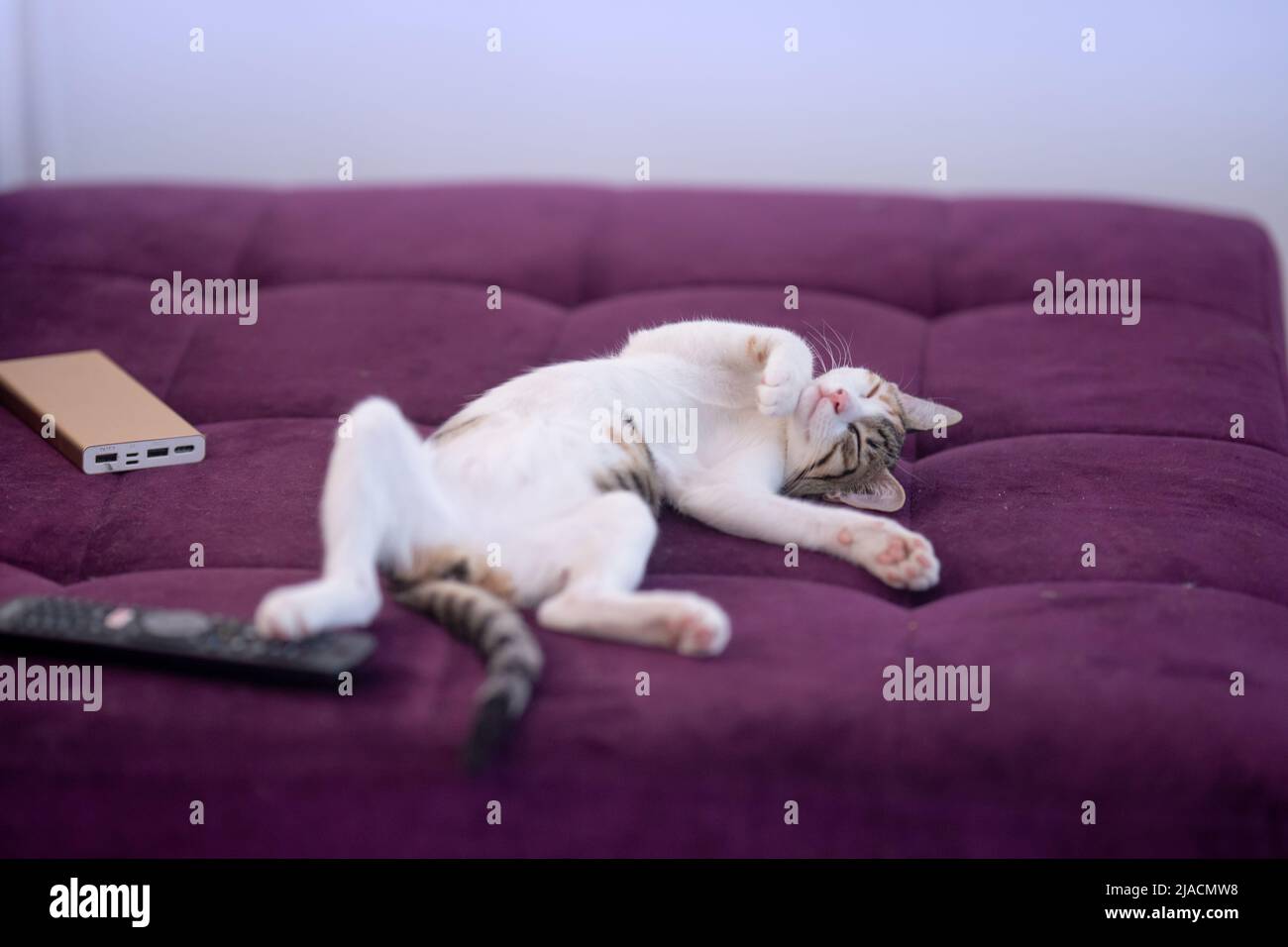 Kitten sleeping on her back next to a remote controller and usb charger ...