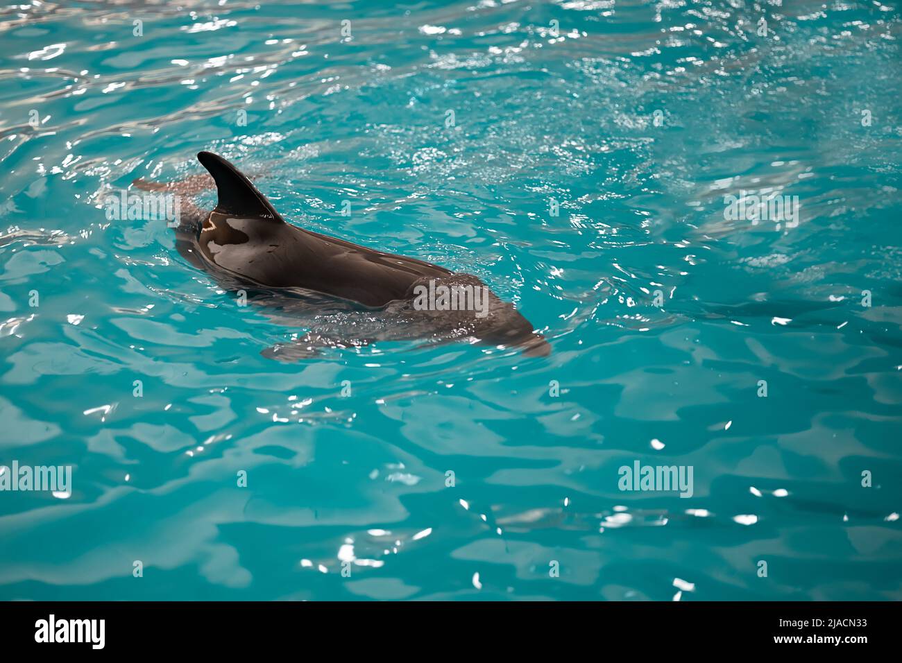 Small dolphin hi-res stock photography and images - Alamy