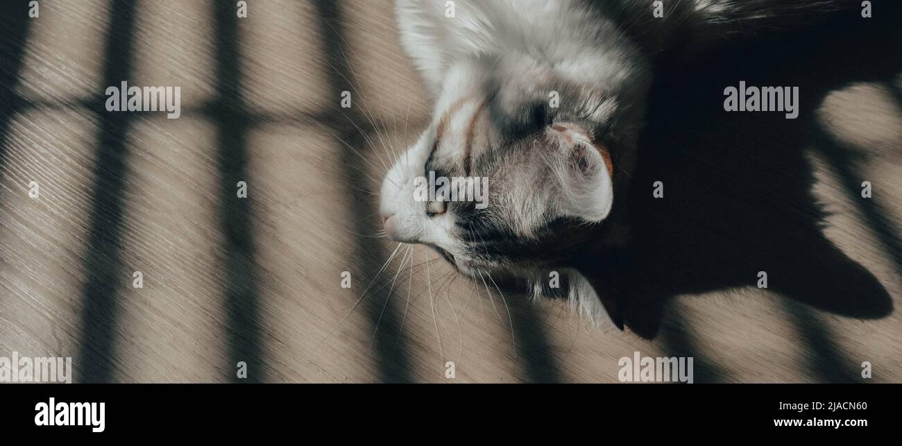 Vicious cat hi-res stock photography and images - Alamy