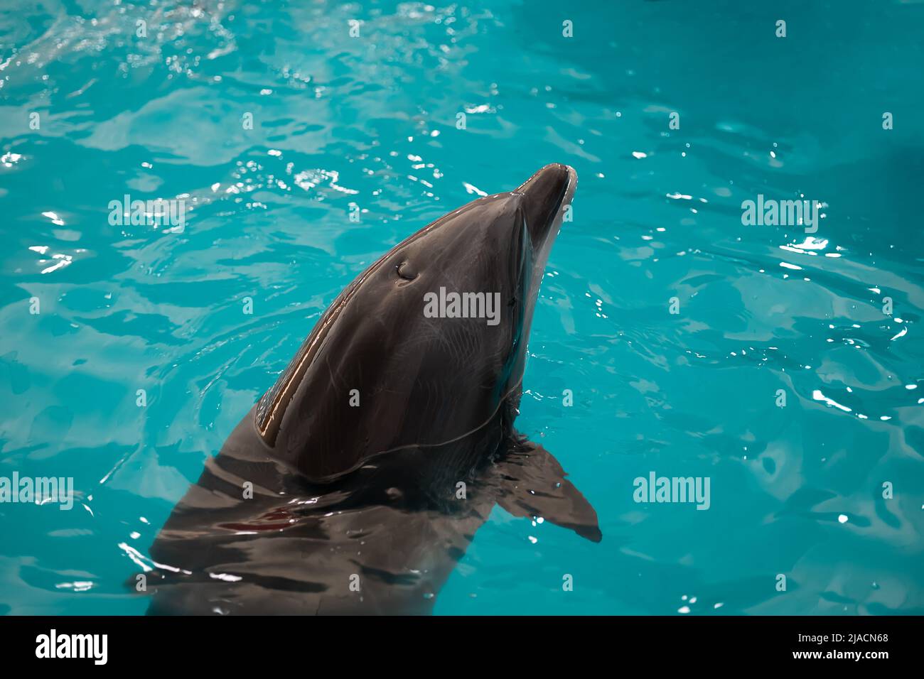 a beautiful dolphin sticks its snout out of the water and tries to get ...