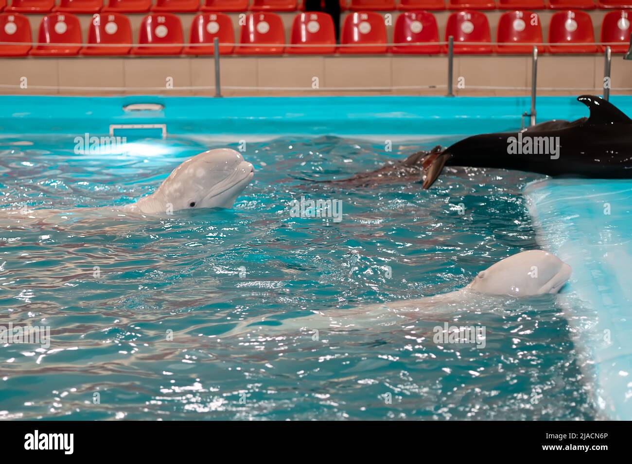 a white whale around dolphins and other white whales sticks its snout ...