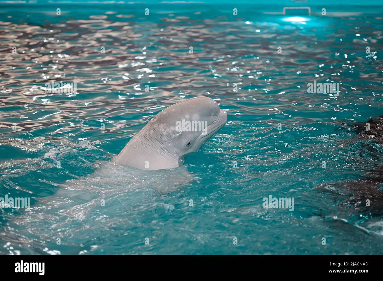 a large head of a white whale sticks out of the water Floats in the ...