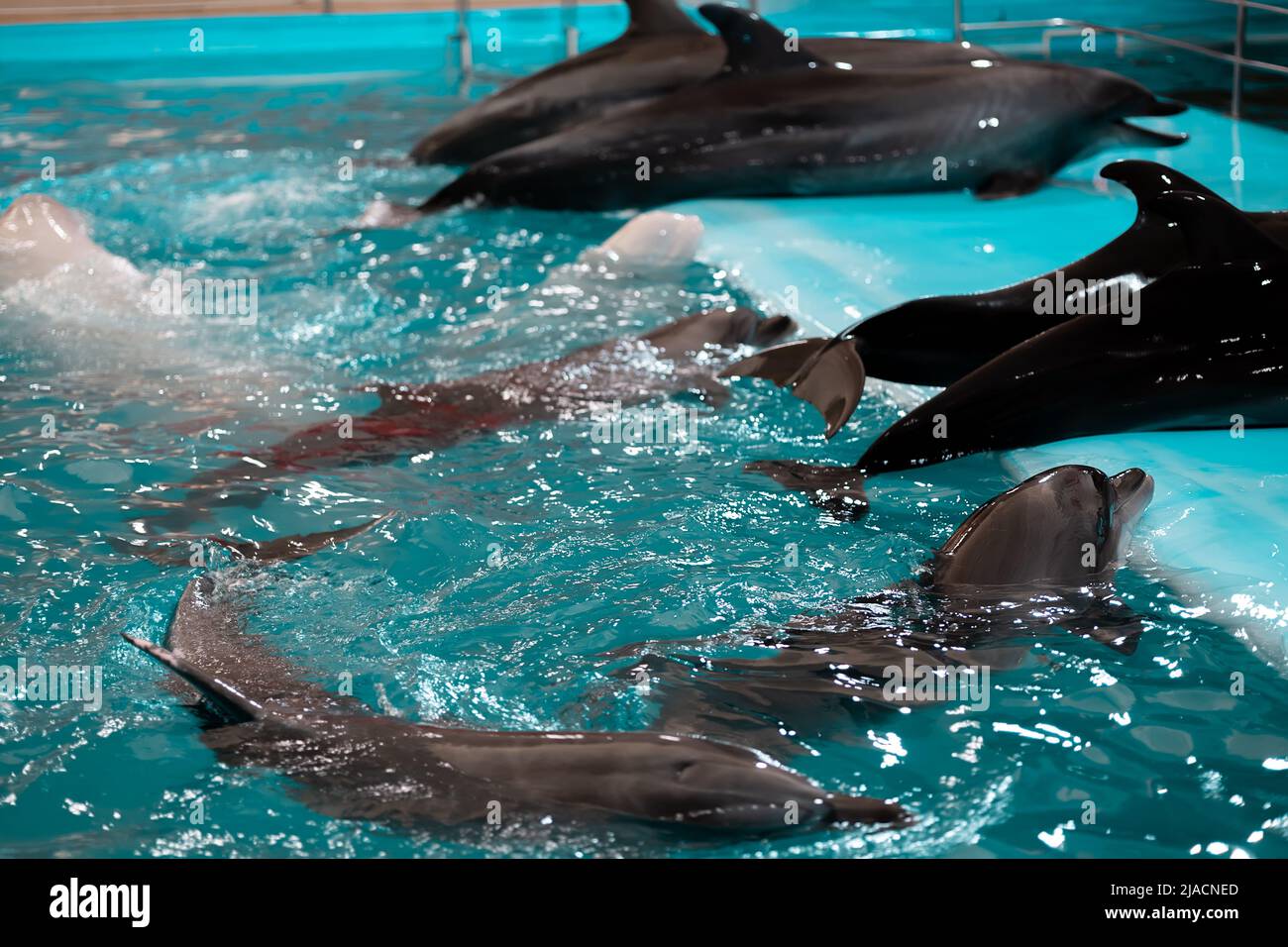 one of the dolphins is trying to jump on the platform to other dolphins ...