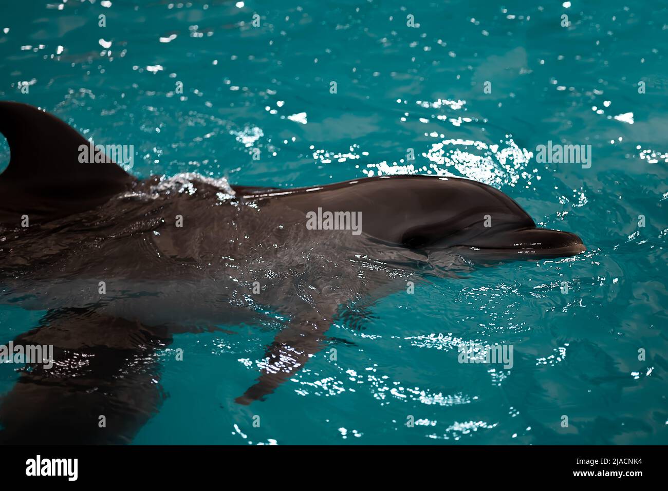 gray dolphin stuck his muzzle out of the water and swims in the pool ...