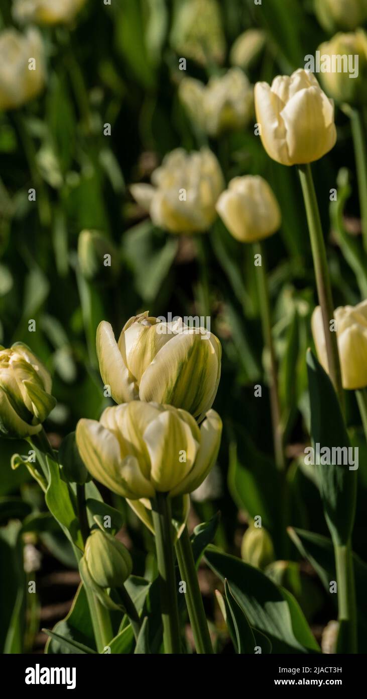 a bright tulip. spring flower. floral background for the screensaver ...