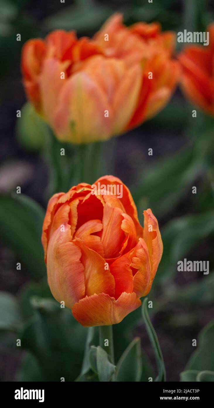 a bright tulip. spring flower. floral background for the screensaver ...