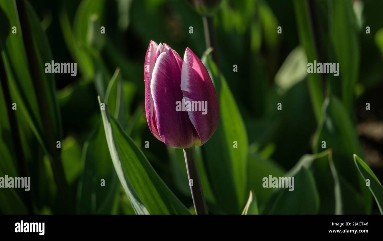 a bright tulip. spring flower. floral background for the screensaver ...