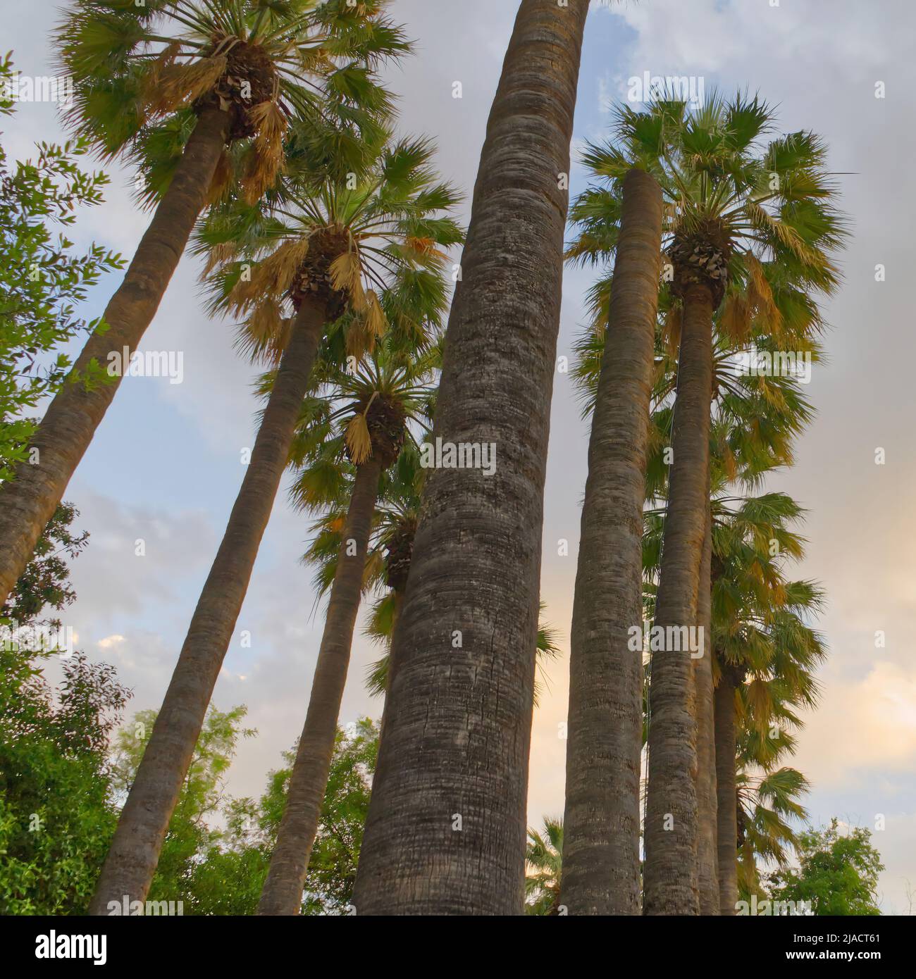 Huge palm trees at sunset. national garden of Athens Greece Stock Photo ...