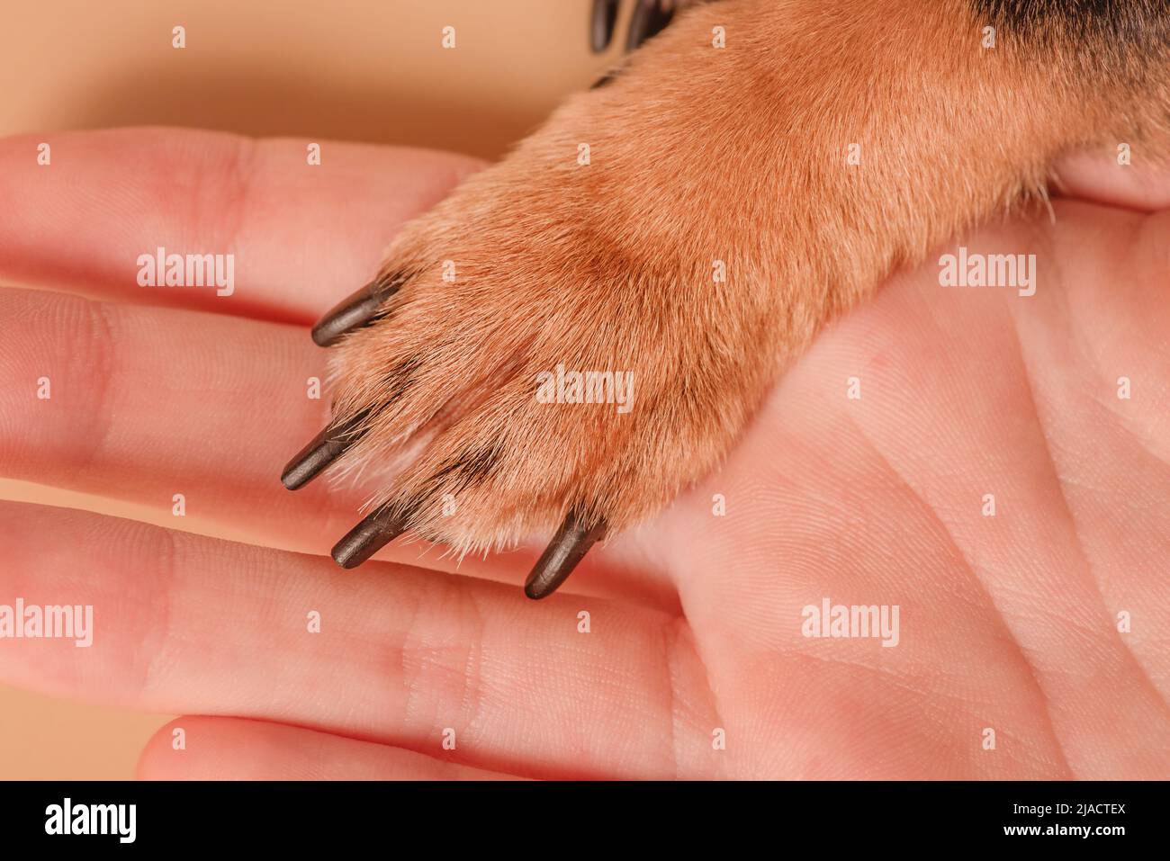 Macro photo of paws. The paw of a small brown dog rests on the palm ...