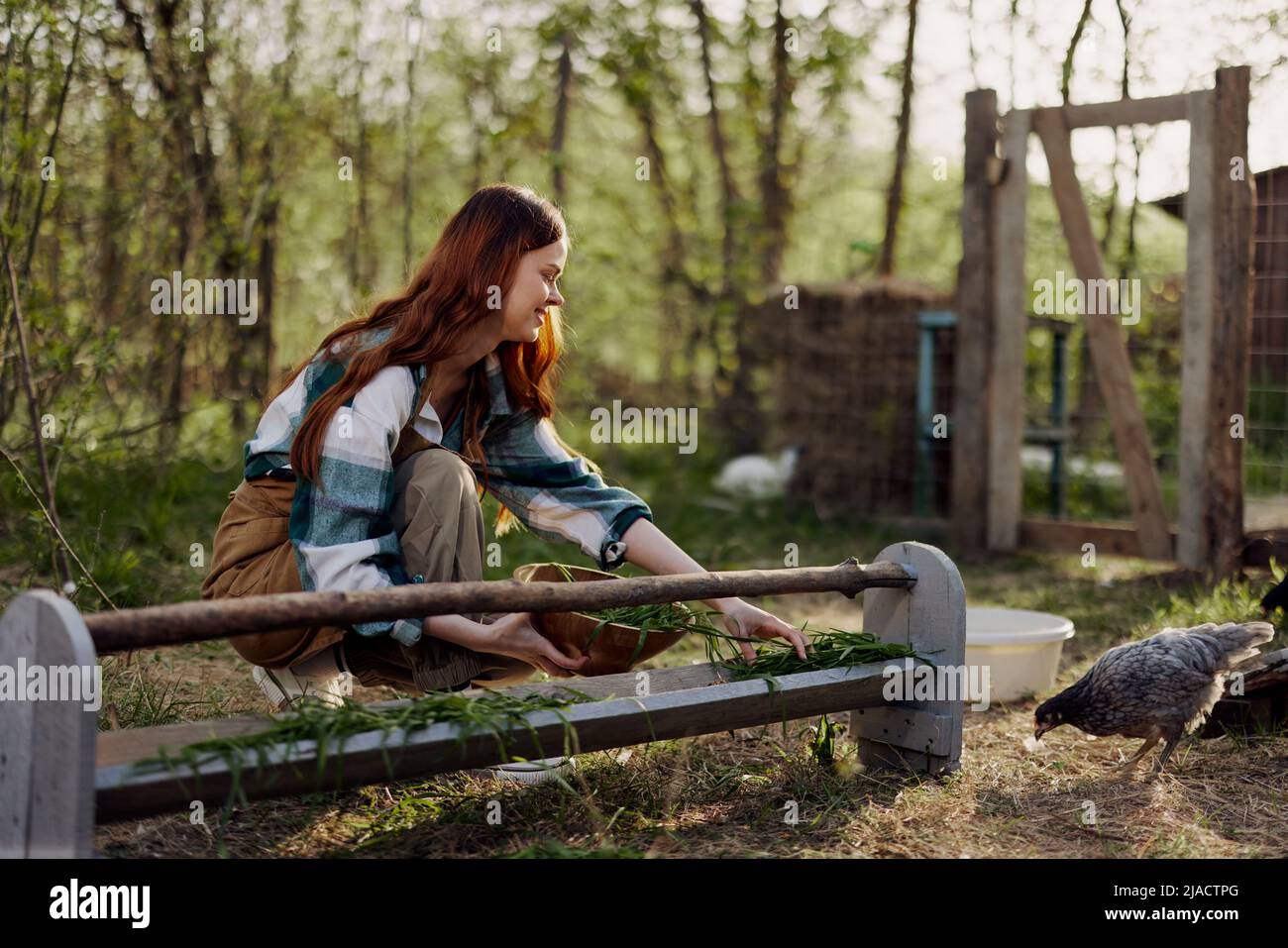 A female bird farm worker smiles and is happy pouring food into the ...