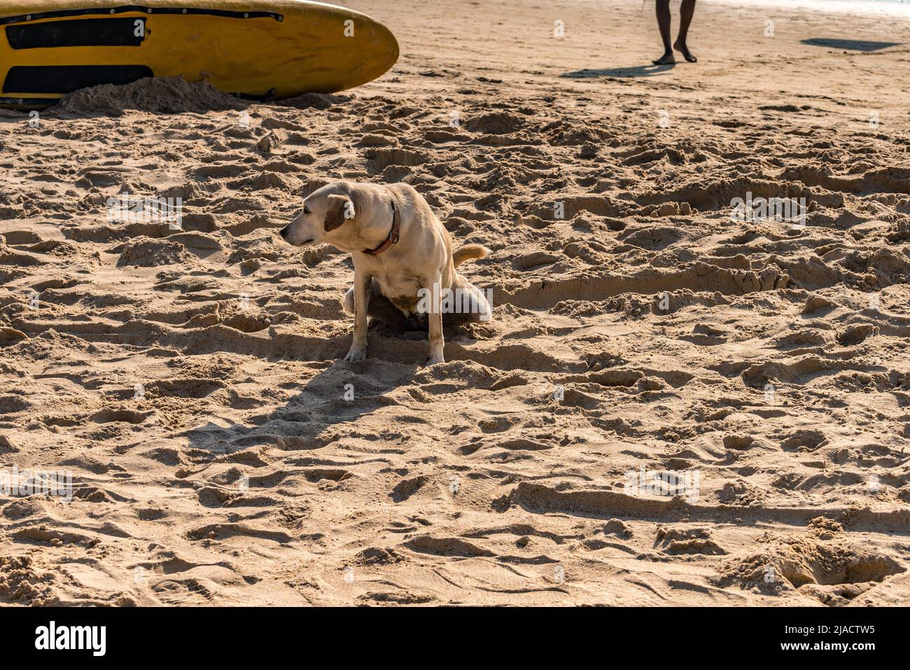 Dog doing his toilet on Calangute beach, India. Defecated, pooping, pet ...