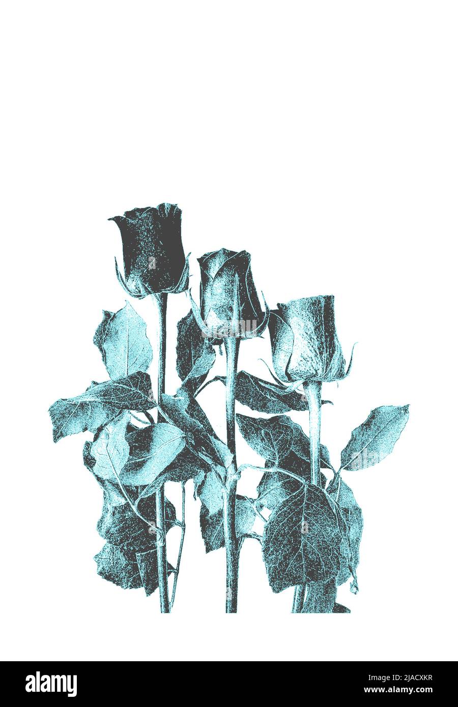 Hand draw rose flower in retro style. Distress vector illustration ...