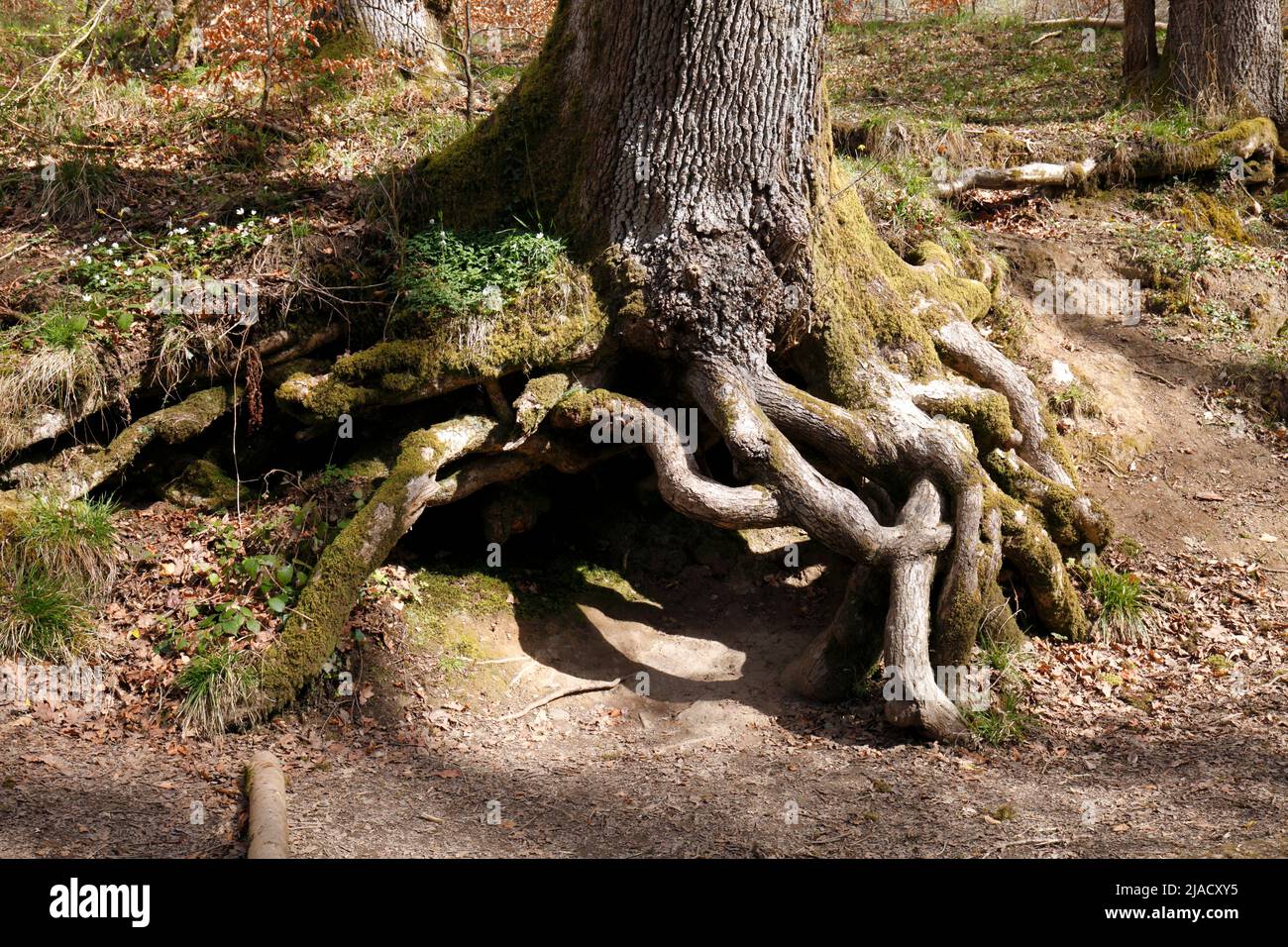 Forest of Dean Sculpture park Stock Photo - Alamy
