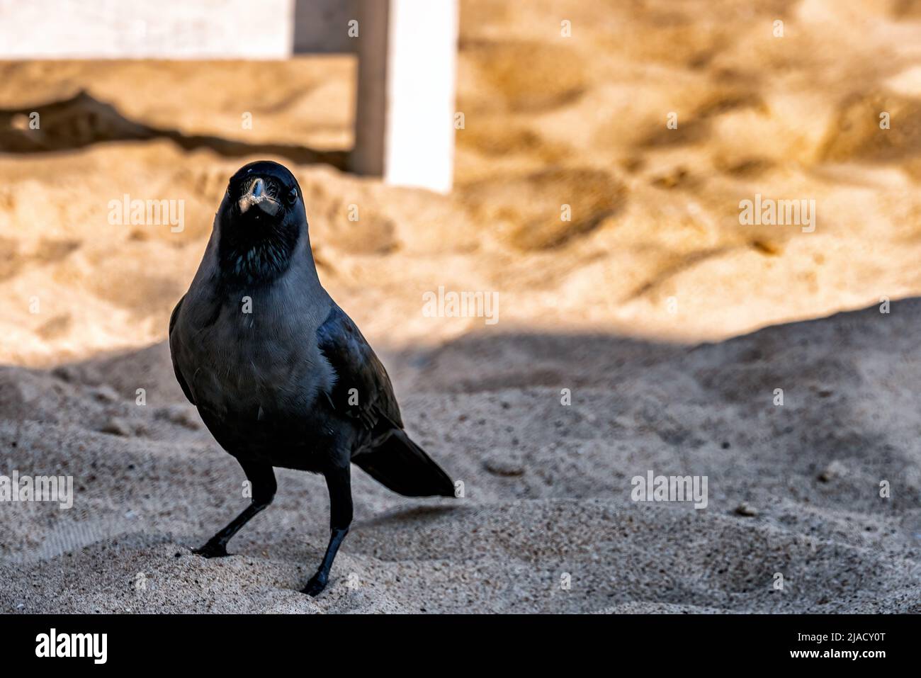 Black raven on sandy beach, close up photo. Calangute, India Stock ...