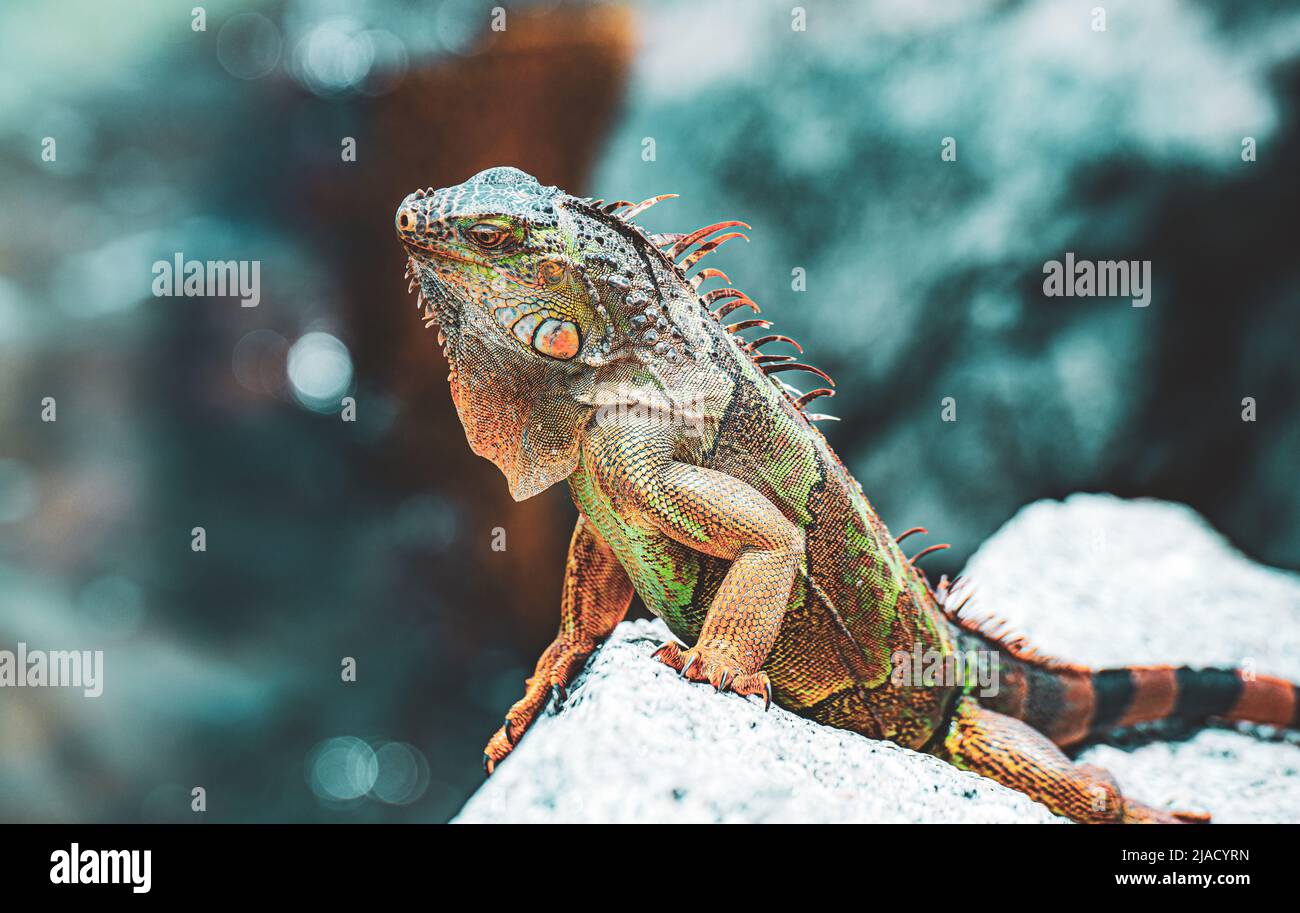 Iguana green iguana lizard. lizard of the genus Iguana native to Stock ...