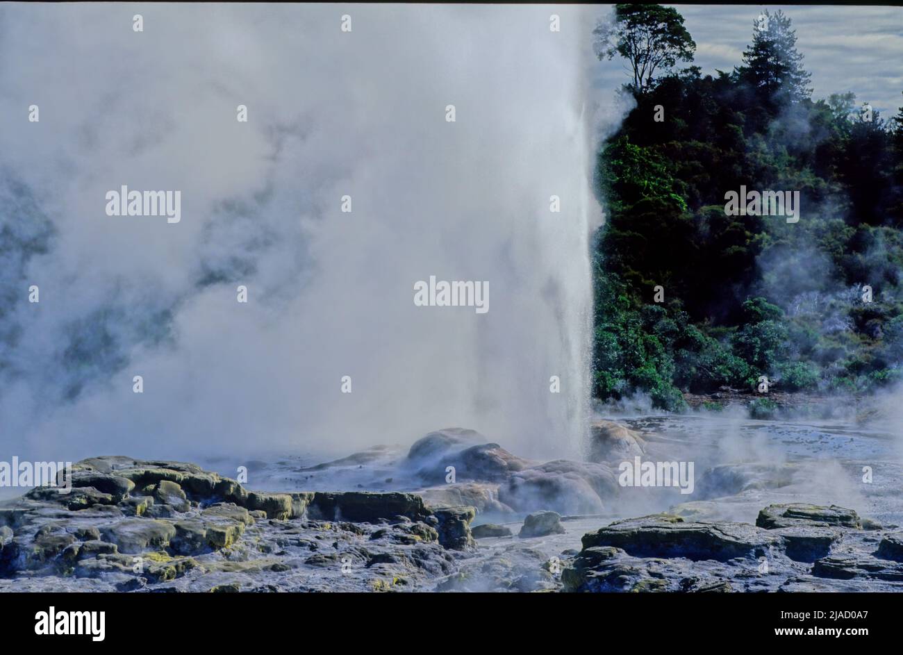 Pohutu Geyser is a geyser in the Whakarewarewa Thermal Valley, Rotorua ...