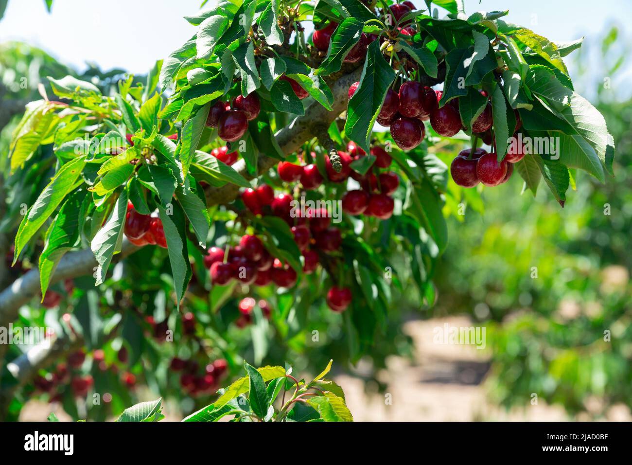 Cherries ripen on tree hi-res stock photography and images - Alamy