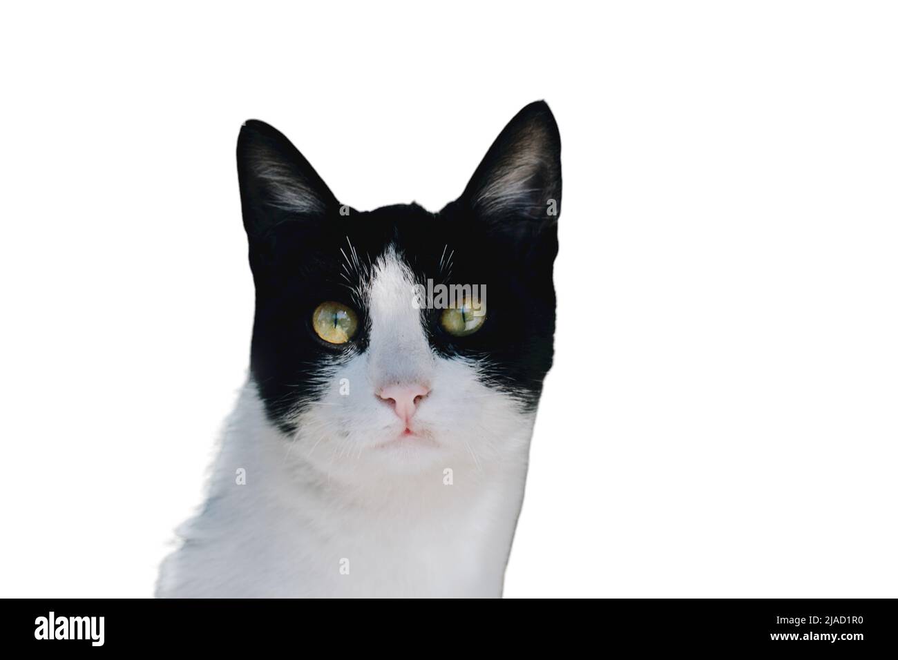 Cat pictures, cat eyes, cute cat, innocent cat pictures, close-up cat pictures, photography of ...