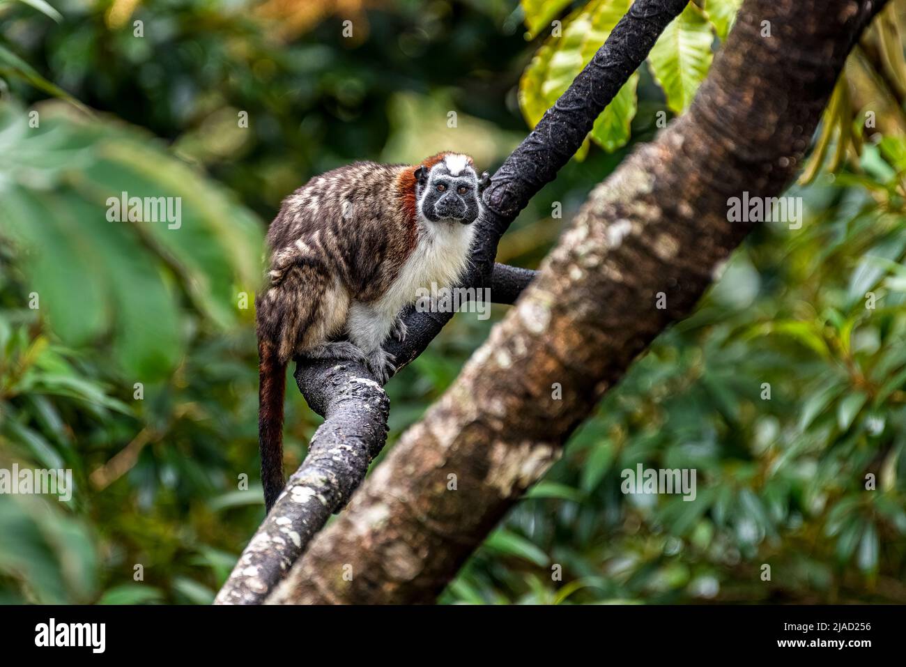Little monkey climbing up a tree image taken in Panama Stock Photo - Alamy