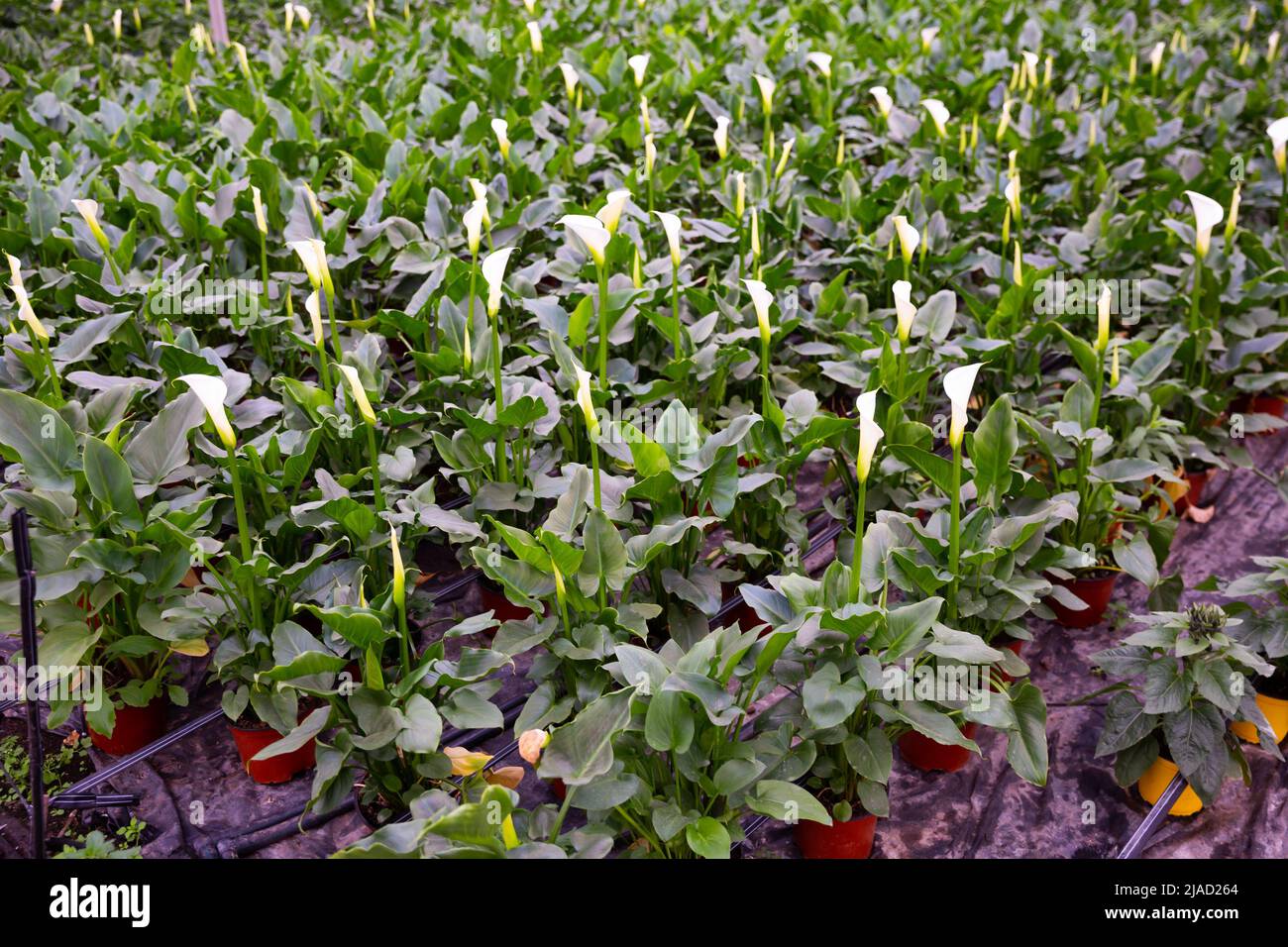 Calla flowers growing in pots in sunny greenhouse Stock Photo - Alamy