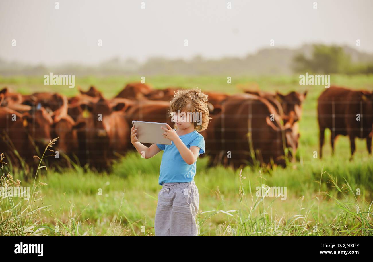 Little farmer kid with tablet near cows farm. Summer kids at ...