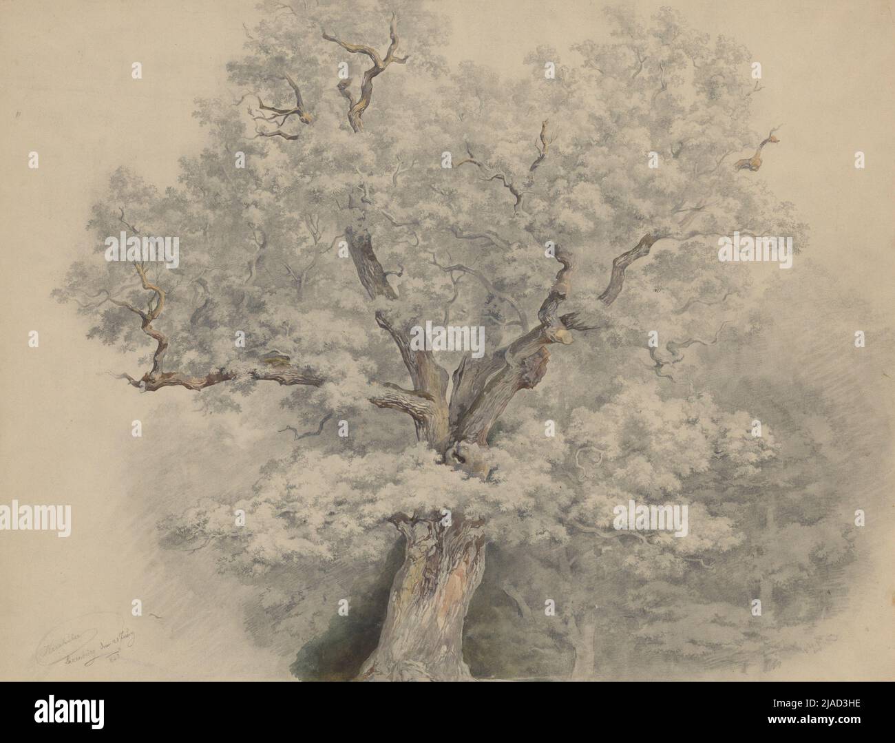 Tree study from Laxenburg. Josef Kriehuber (1800-1876), artist Stock ...