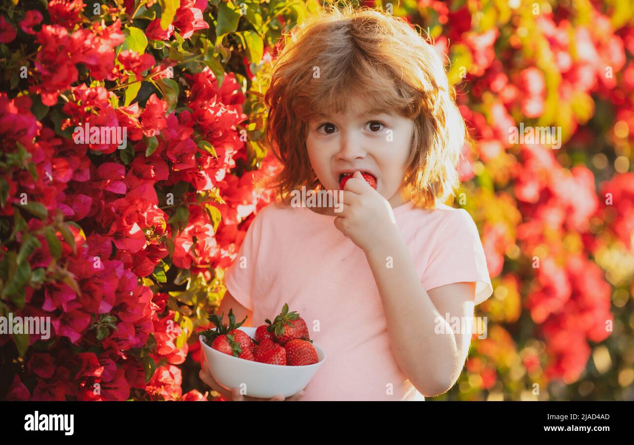 Lovely child eating strawberries. Excited child eats strawberries in ...