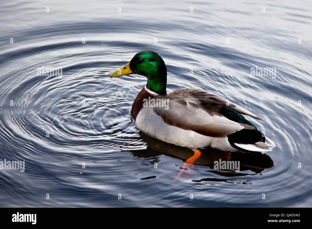 Duck feet swimming hi-res stock photography and images - Alamy