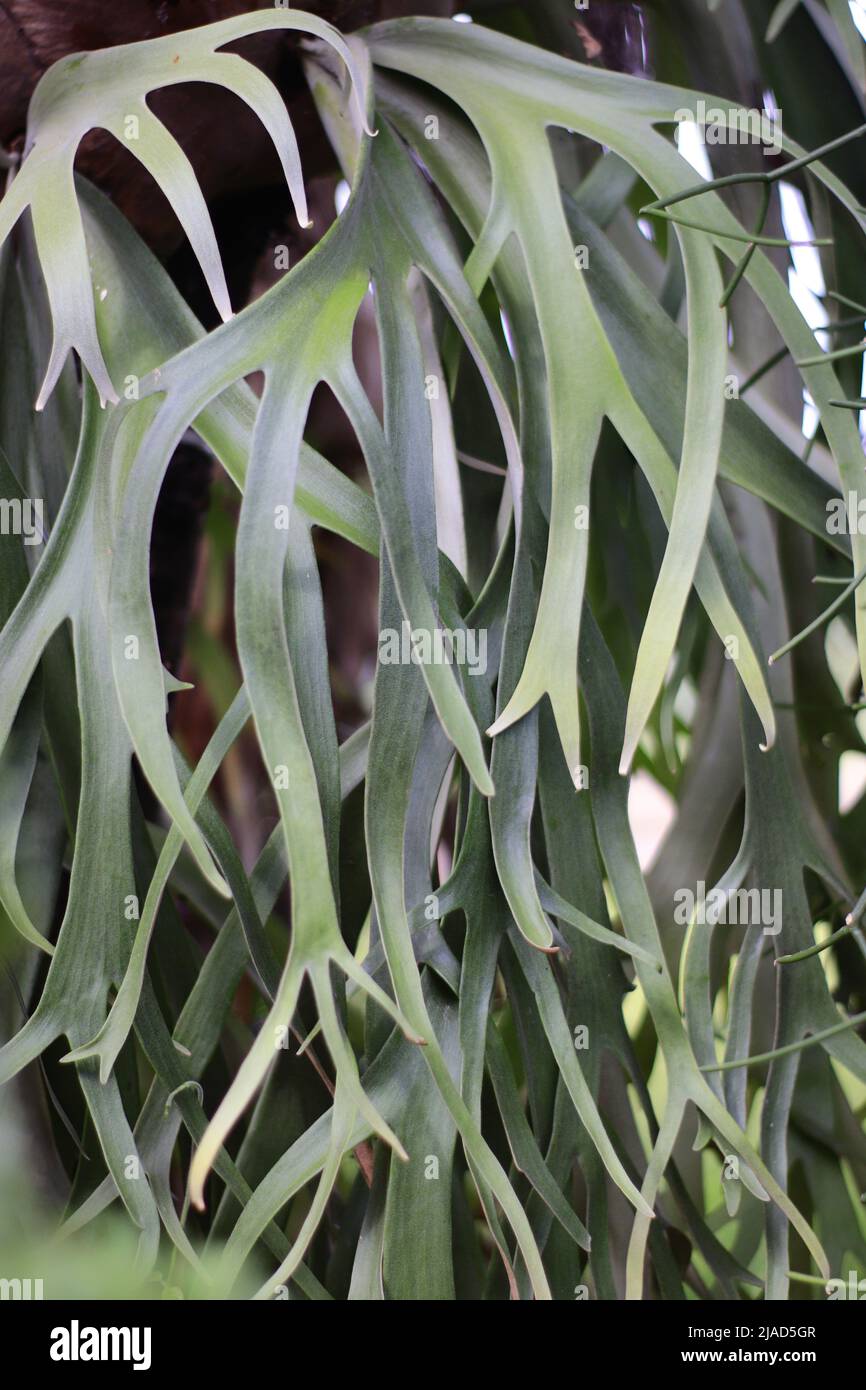 Ornamental plants Deer antler (Staghorn ferns) spikes attached to other ...