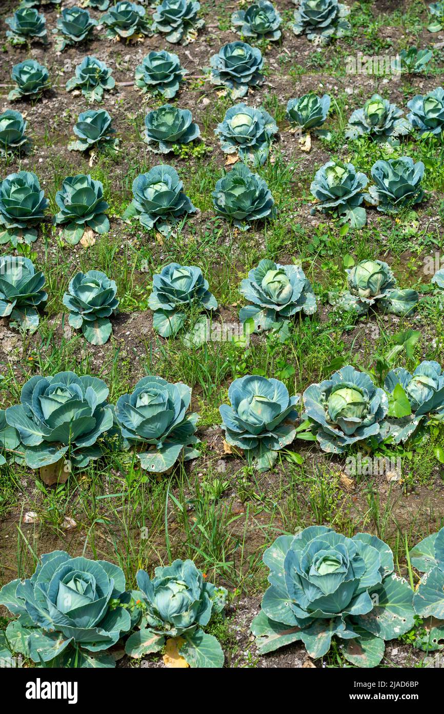 Plantation of green cabbages in the garden Stock Photo - Alamy