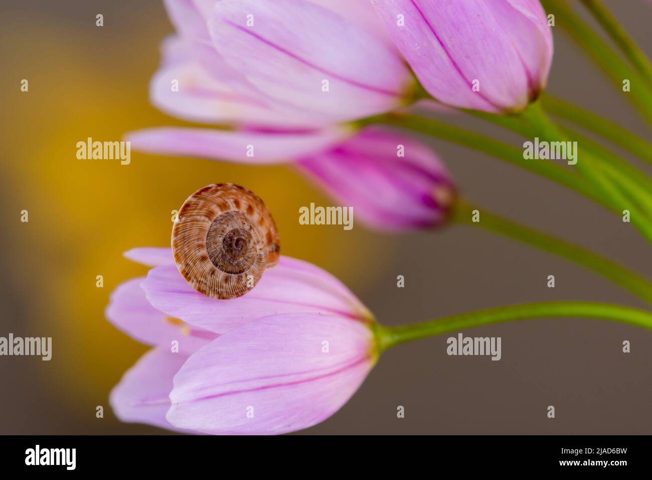 Frame pink flowers hi-res stock photography and images - Alamy