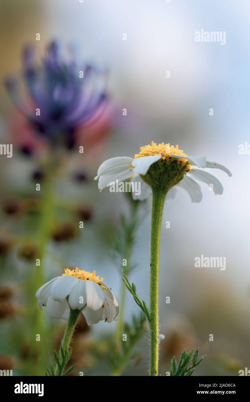 Vertical frame with spring flowers in the field Stock Photo - Alamy