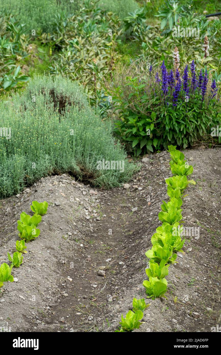 Ecological field hi-res stock photography and images - Alamy